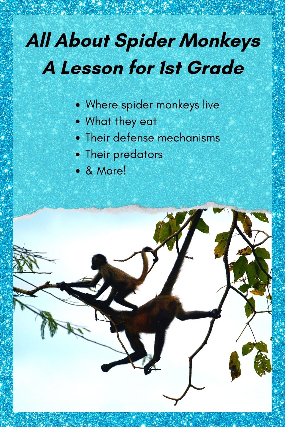 A Spider Monkey Lesson for 1st Grade - More Than Just Reading