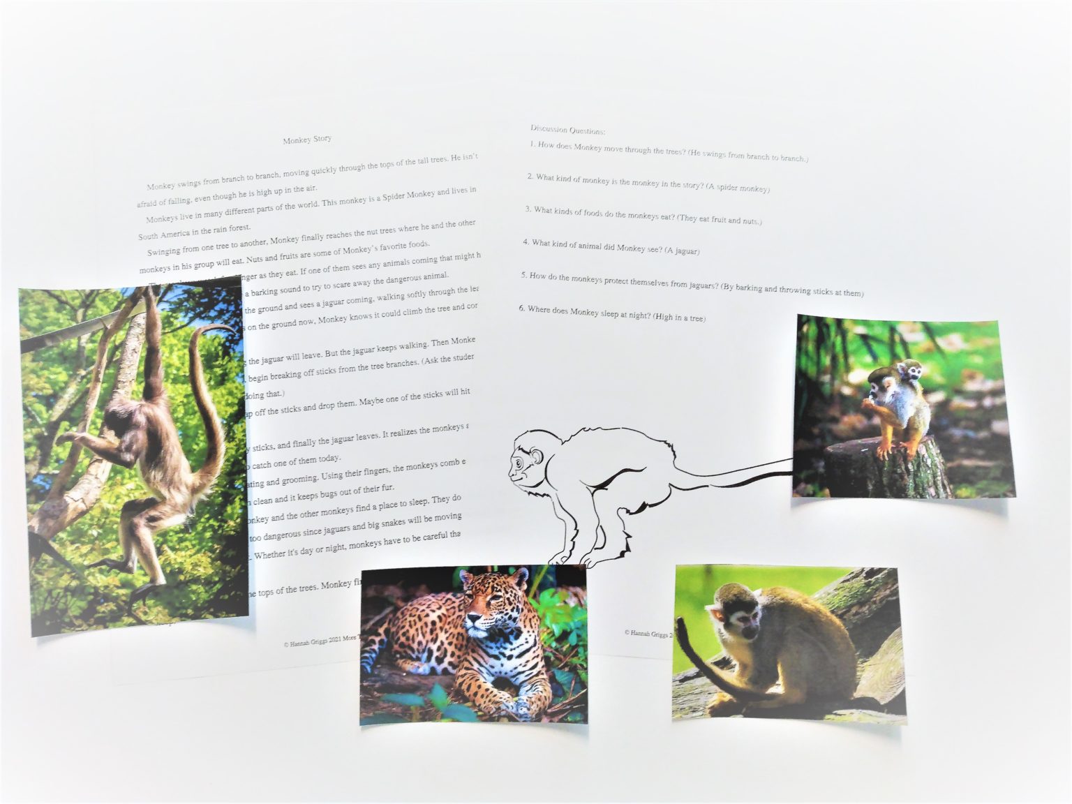 A Spider Monkey Lesson for 1st Grade - More Than Just Reading